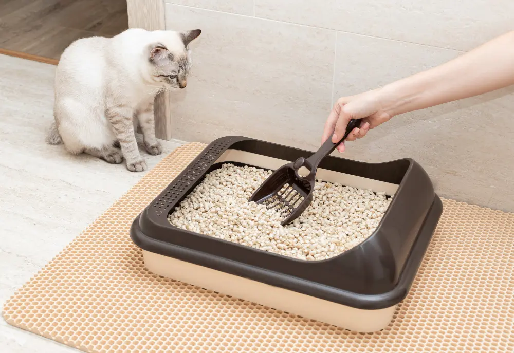 Arena para gatos: higiene y cuidados básicos