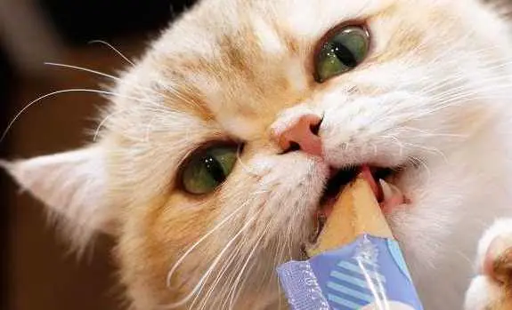 ¿Por qué el Churu para gatos es tan adictivo? | Ladracadabra - Amor ...